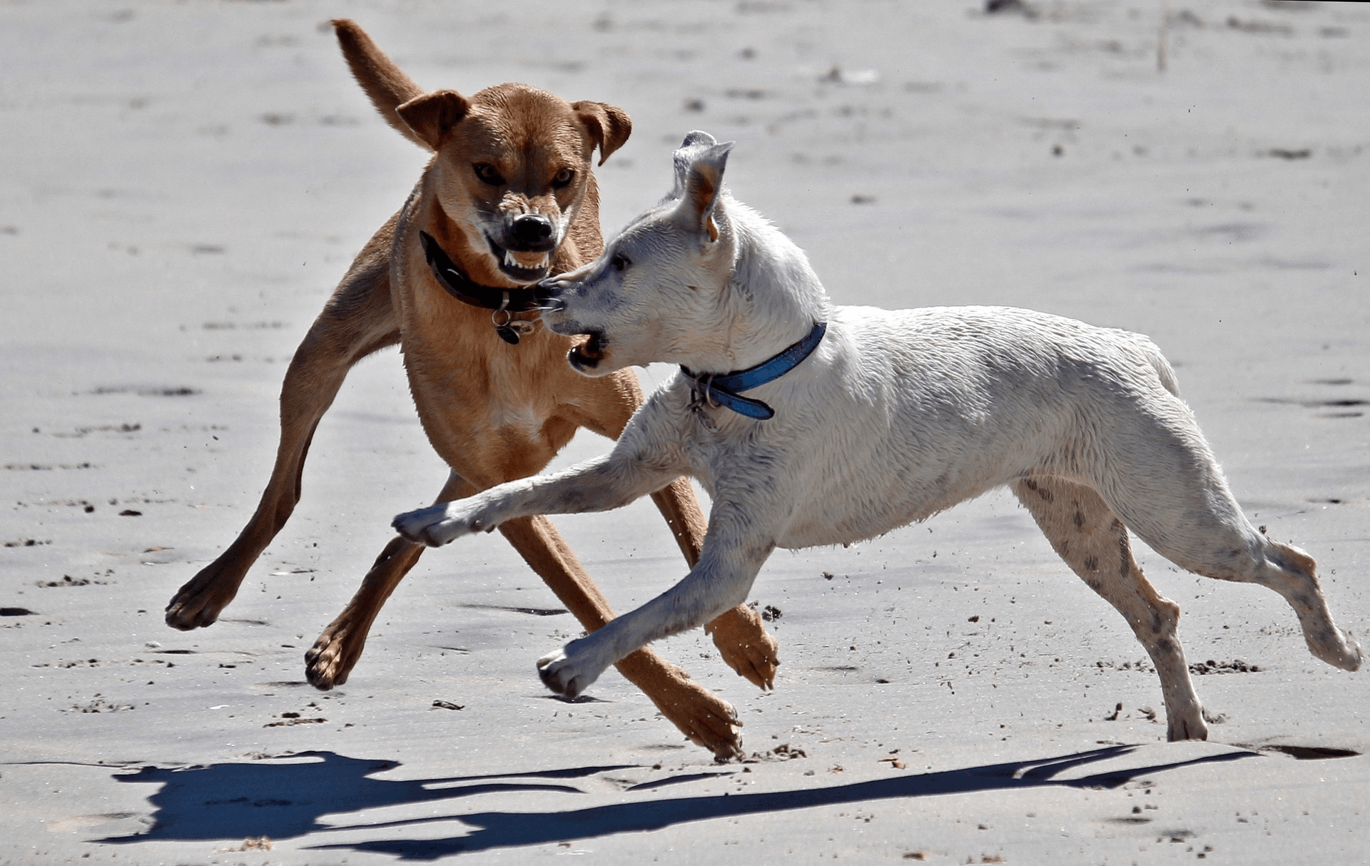 Dog Attacks in Texas: Liability and Compensation for Personal Injury ...