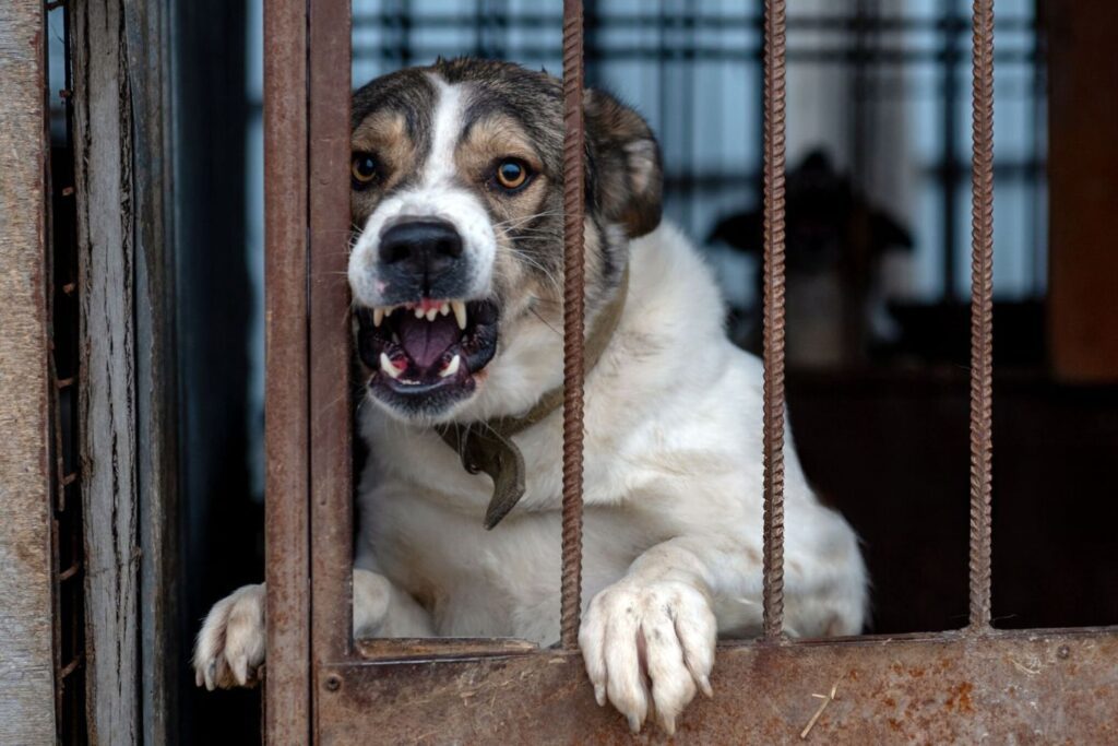 What Dogs Are Banned in California? A Comprehensive Guide