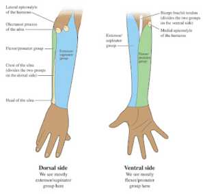 Dorsal Forearm Splint: Application, Benefits, and Uses